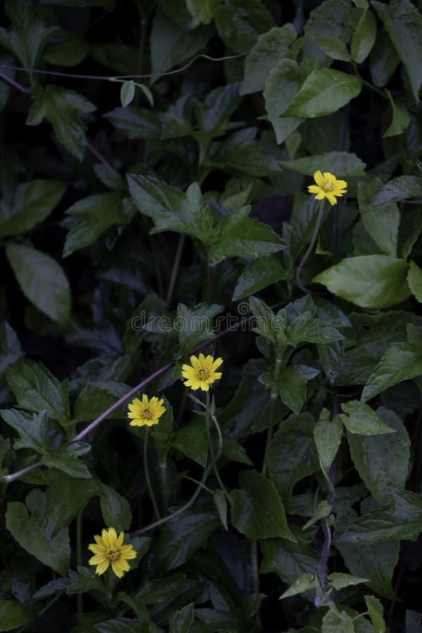 Small Yellow Flowers Growing Along a Pathway in a Garden Stock Photo ...