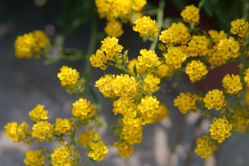 Small Yellow Flowers in the Park. Yellow Flowers and Path in the Park ...