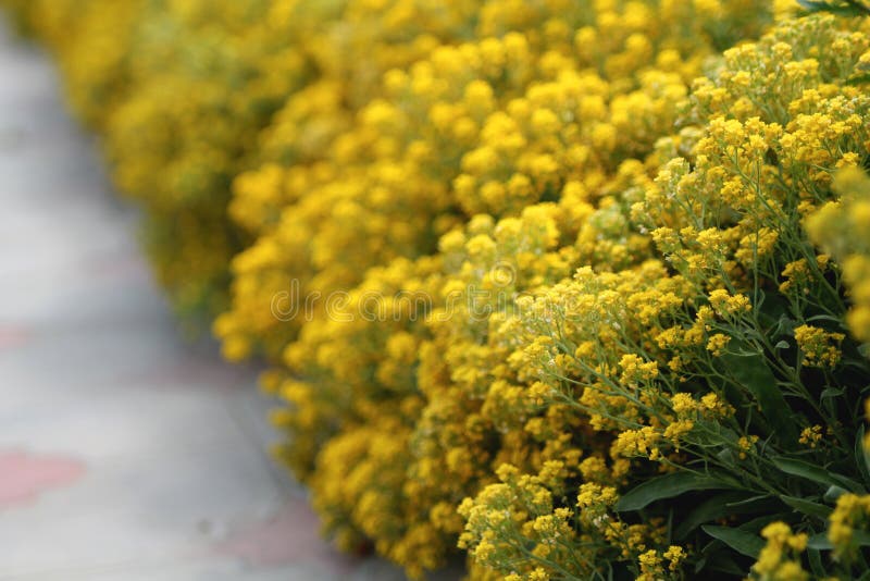 Small Yellow Flowers in the Park. Yellow Flowers and Path in the Park ...