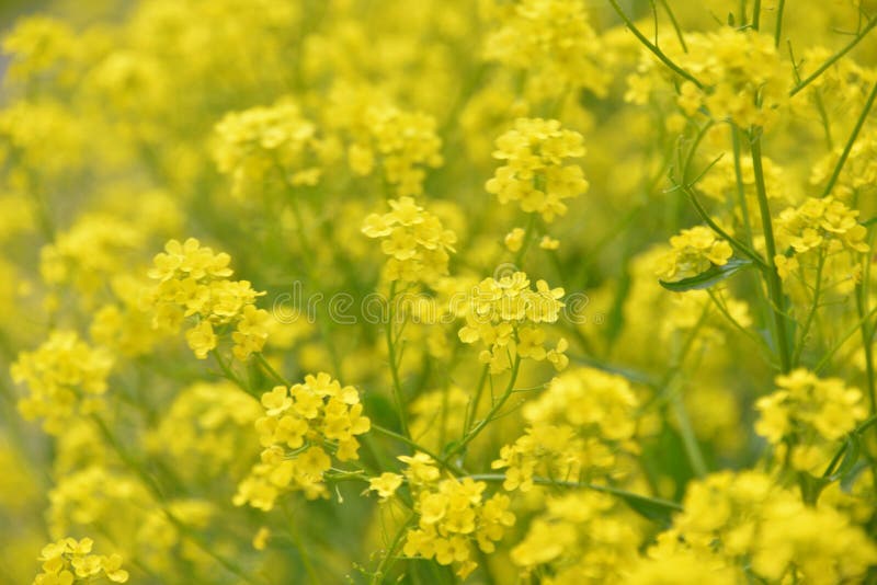Small Yellow Flowers of Rapeseed in the Fields Stock Image - Image of ...