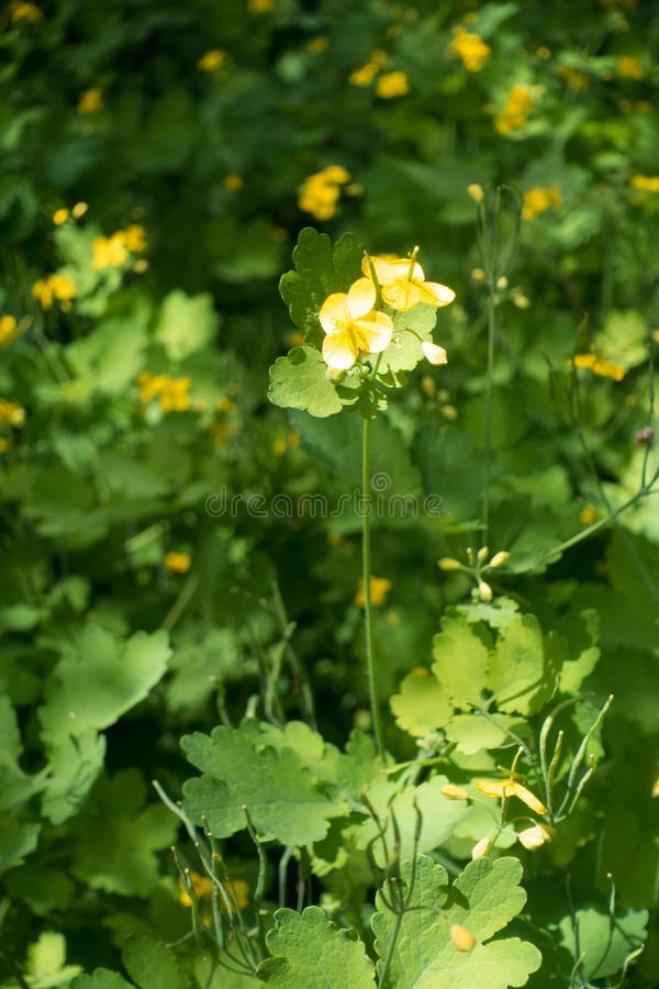 Small Yellow Flowers and Seeds of Chelidonium Stock Image - Image of ...