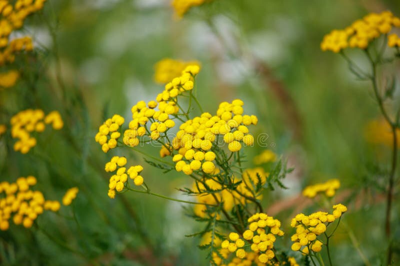 Small Yellow Flowers on a Steppe Plant in Summer Stock Photo - Image of ...