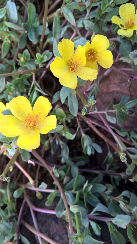 Small yellow flowers stock photo. Image of tiny, neighbors - 93057002