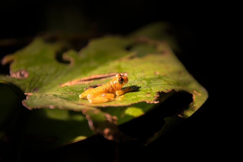 Yellow Frog stock photo. Image of green, amphibian, forest - 58952764