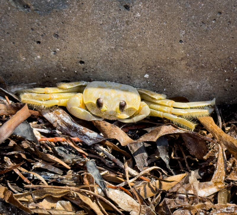 Crab stock image. Image of life, yellow, fauna, small - 312990603