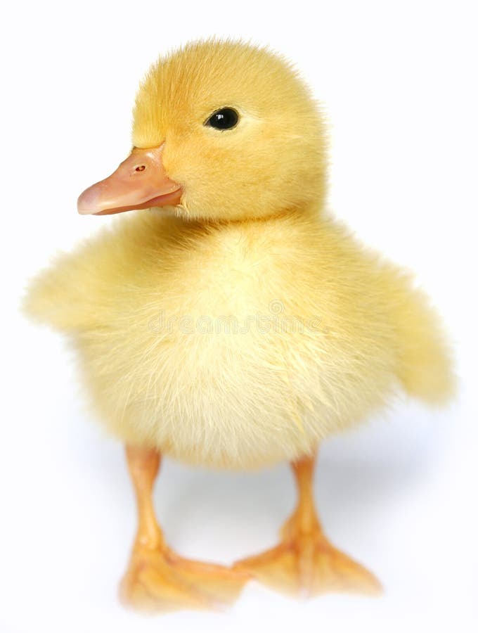 The Nice Small Yellow Goose Stock Photo - Image of small, nice: 2940572