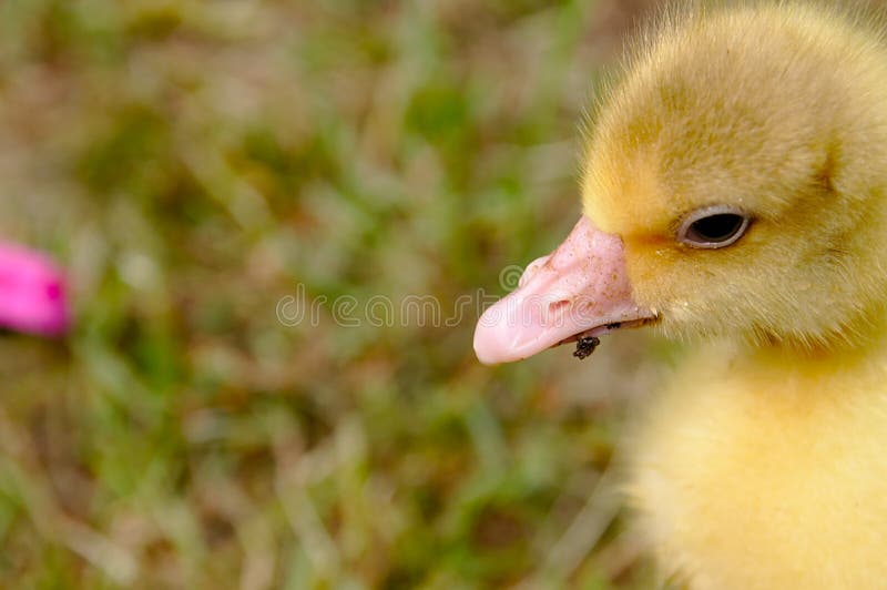 The Small Yellow Goose on the Grass. Stock Photo - Image of bird, group ...