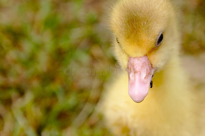 The Small Yellow Goose on the Grass. Stock Photo - Image of chicks ...