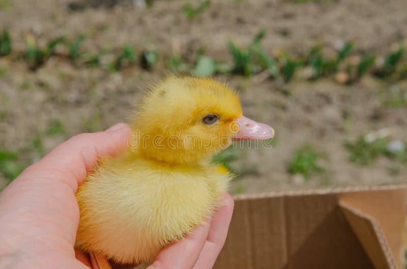 Small Yellow Goose on Hand, Goose Chick Stock Image - Image of bird ...