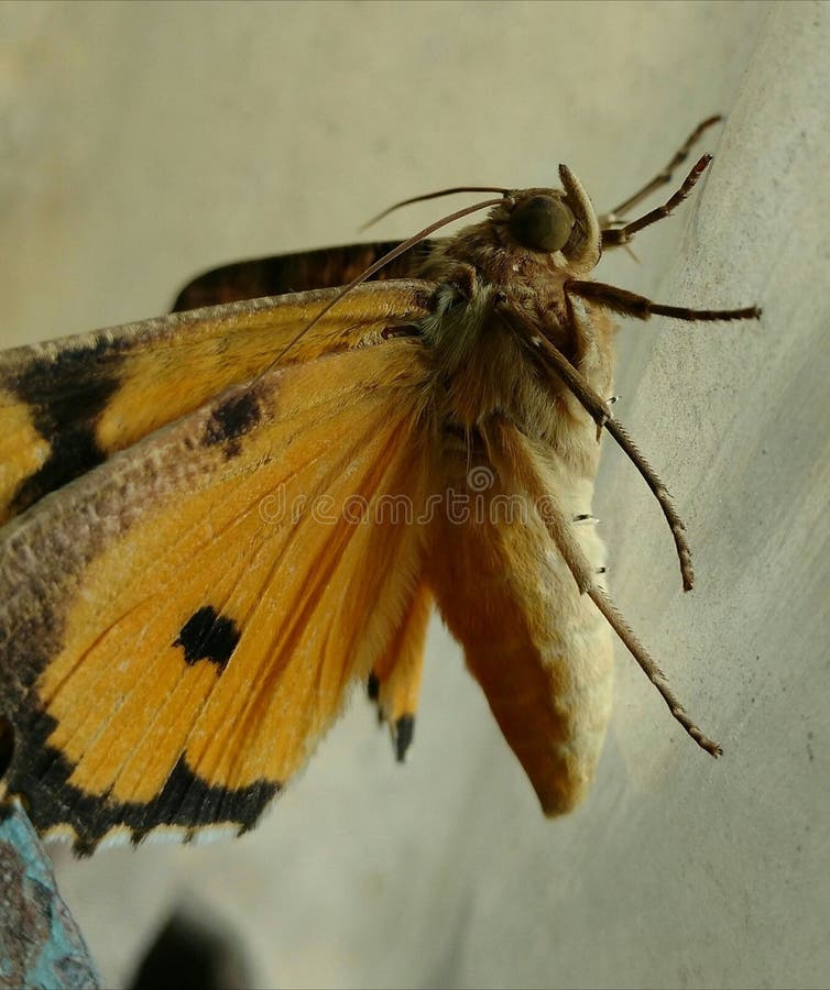 Insect stock photo. Image of yellow, insect, small, tentacles - 127313552