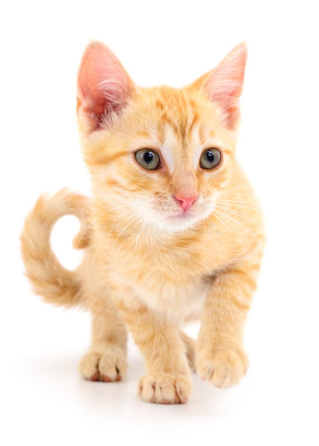 32,846 Yellow Kitten White Background Photos - Free & Royalty-Free ...