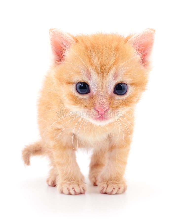 32,846 Yellow Kitten White Background Photos - Free & Royalty-Free ...