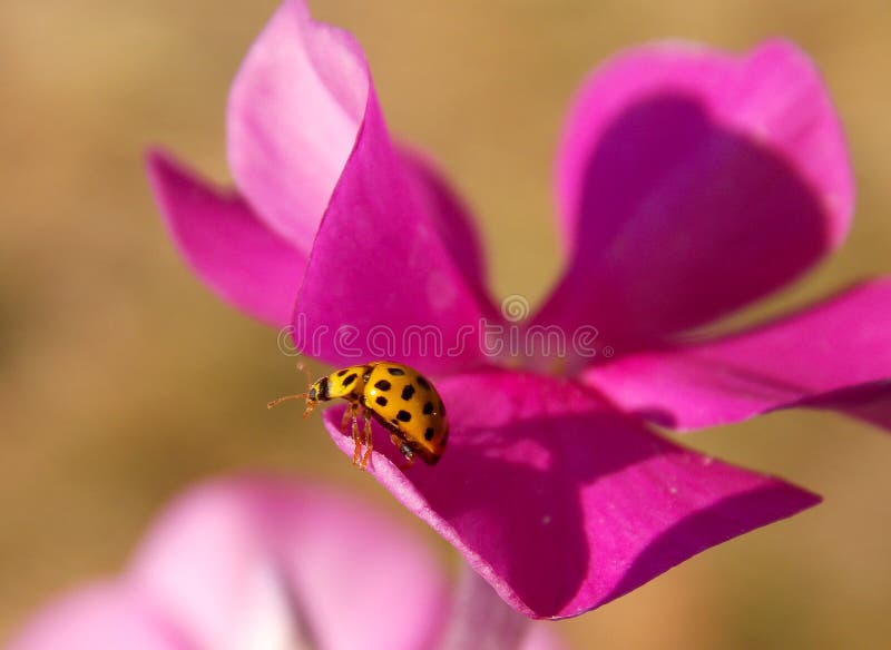 Ladybug stock photo. Image of color, flower, insect, ladybug - 99823004