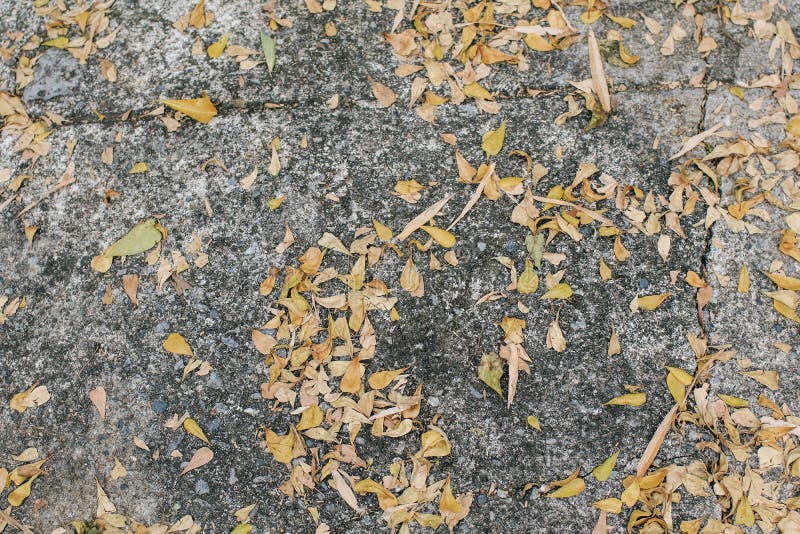 Small Yellow Leaf Fall on Its Top of Stone Texture. Fallen Autumn ...