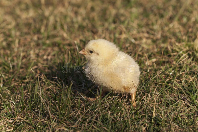 11,921 Live Chicken Stock Photos - Free & Royalty-Free Stock Photos ...