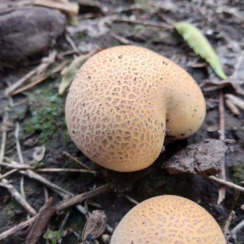 Yellow Mashrom Stock Photos - Free & Royalty-Free Stock Photos from ...