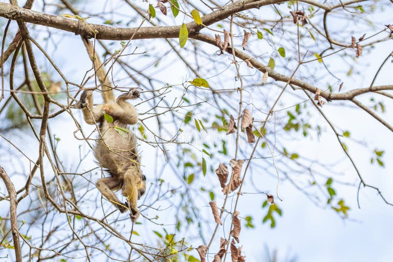 A Small, Yellow Monkey Hangs Upside Down from Ipe Tree Branches. Stock ...