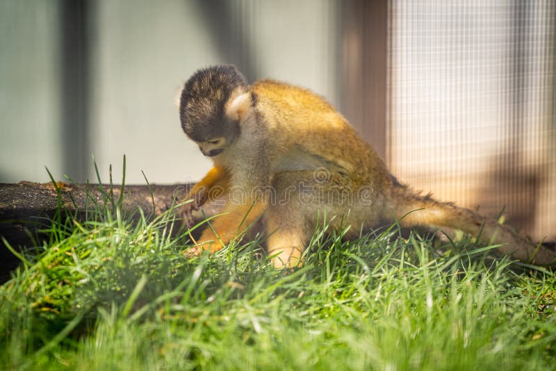 Cute monkey stock photo. Image of dead, death, bone - 241363874