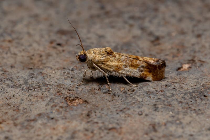 Small Yellow Moth stock photo. Image of animal, fauna - 209450678