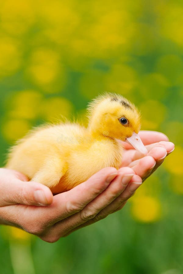 Small Yellow Mulard Duck in Hands, Close-up Stock Image - Image of bird ...