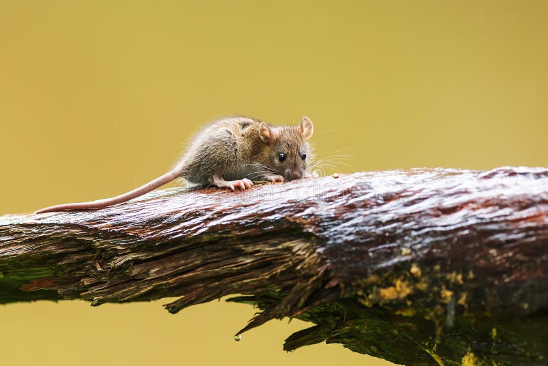 Mouse Corpse Stock Photos - Free & Royalty-Free Stock Photos from ...