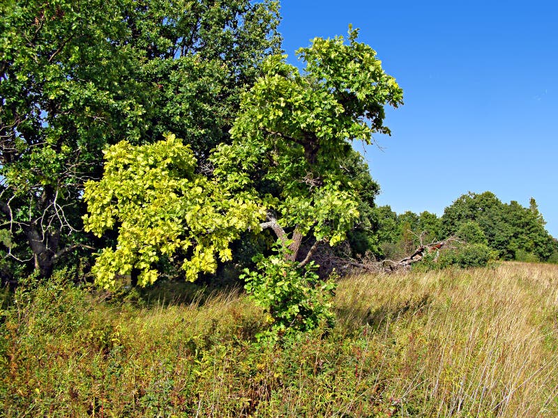 Small yellow oak stock image. Image of meadow, countryside - 7152007