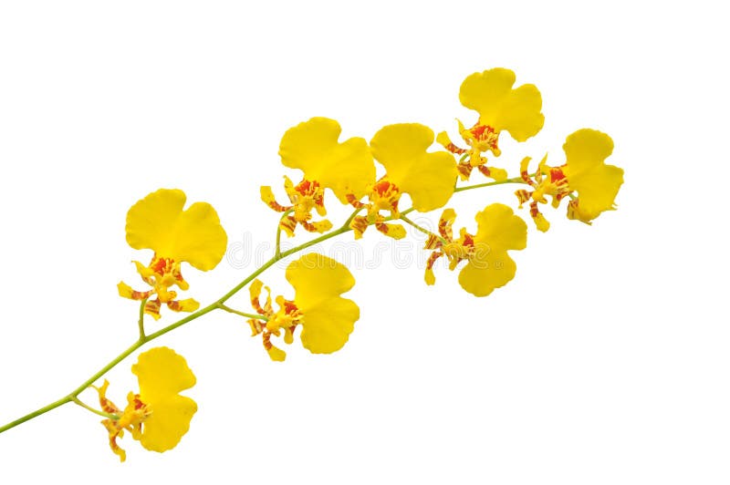 Yellow orchid stock image. Image of yellow, small, nature - 5238825