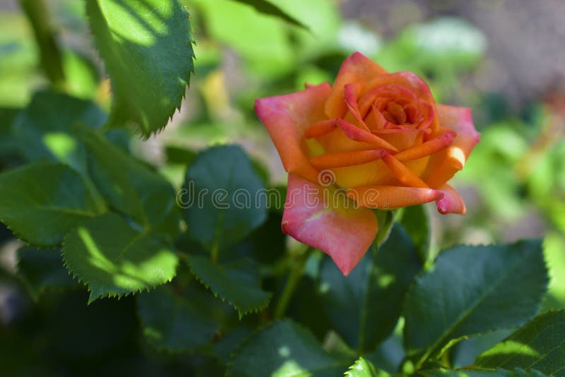 A Small Yellow Pink Rose on a Green Bush Stock Image - Image of floral ...