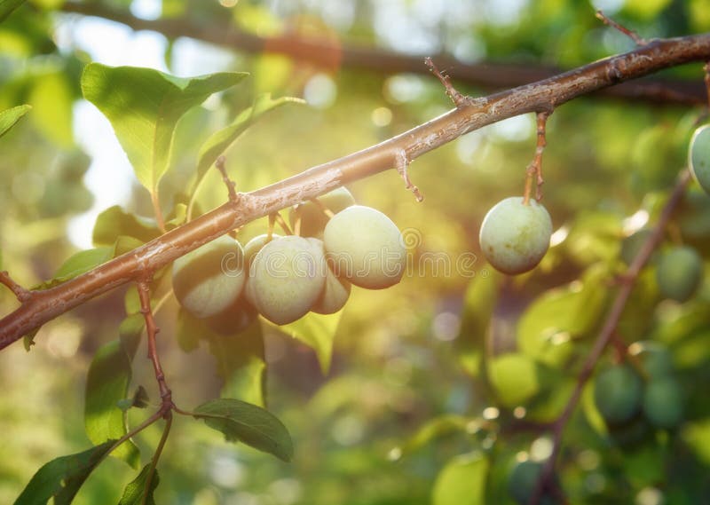 Small Yellow Plums In Sunlight Stock Image Image Of Nature Siberia