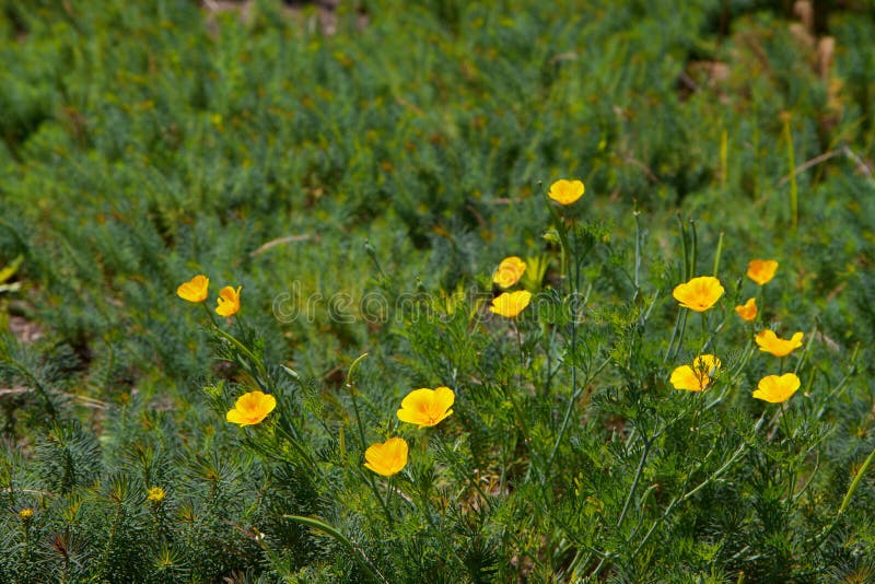 Small Yellow poppies stock image. Image of gold, blooming - 15447359