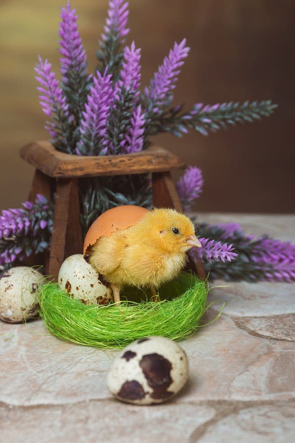 A Small Yellow Quail Chicken Stands in Nest Covered with a Shell Stock ...