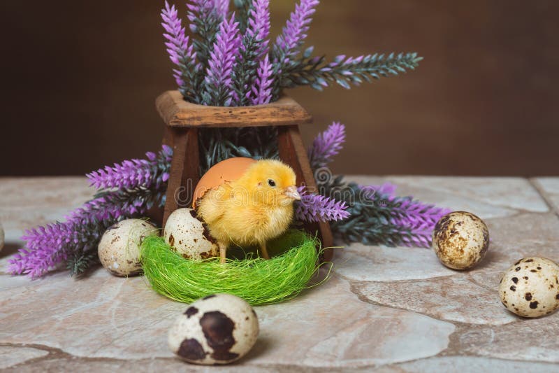 A Small Yellow Quail Chicken Stands in Nest Covered with a Shell with ...