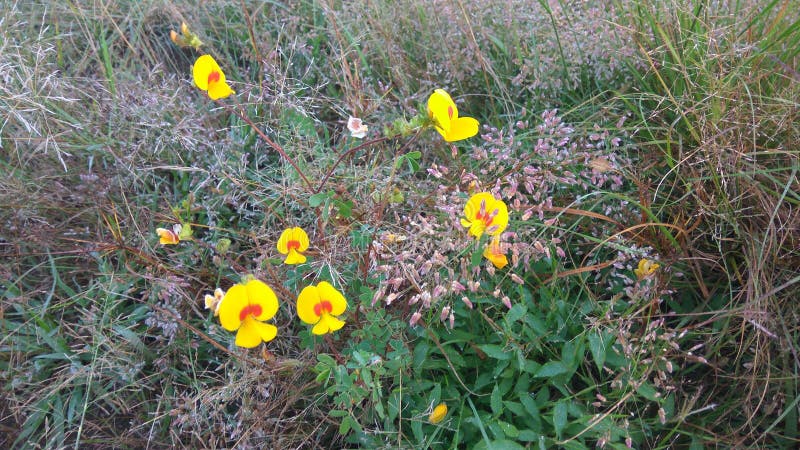 Small Yellow and Red Flowers Stock Photo - Image of flowers, yellow ...