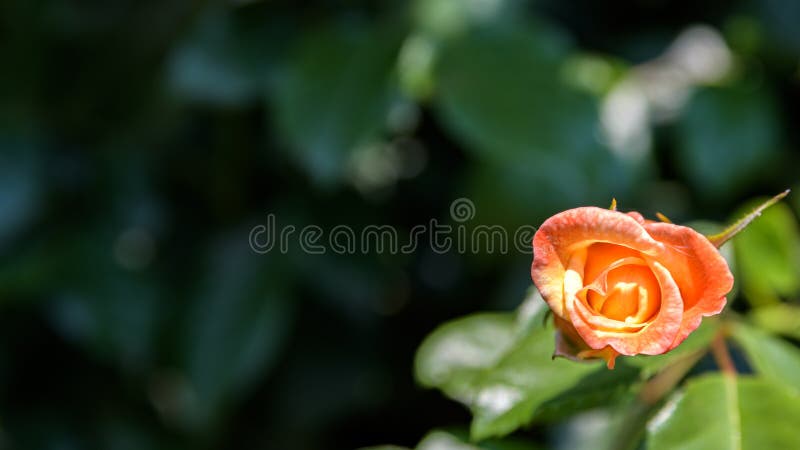 Small Yellow Rose Bud Closeup Stock Photo - Image of green, fresh ...