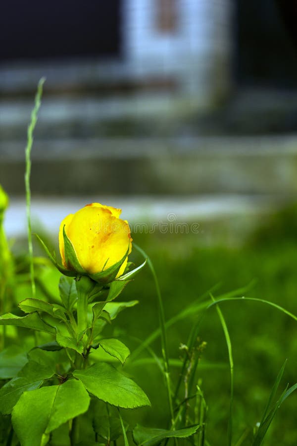 Small Yellow Rose in Garden on Green Blurred Background Stock Photo ...
