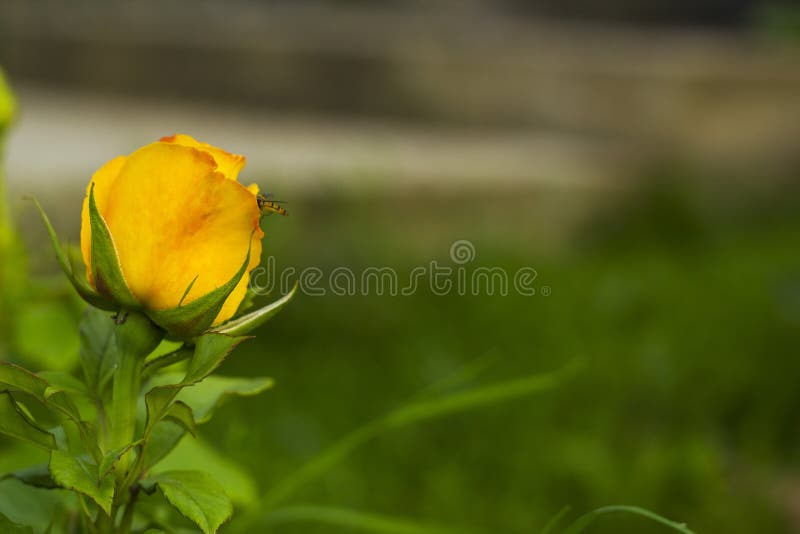 Small Yellow Rose in Garden on Green Blurred Background Stock Photo ...