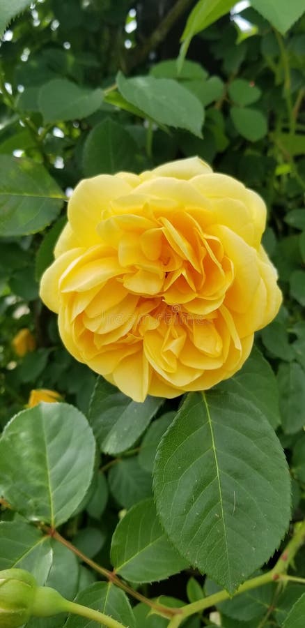 Small Yellow Roses Growing in the Garden Stock Image - Image of plant ...