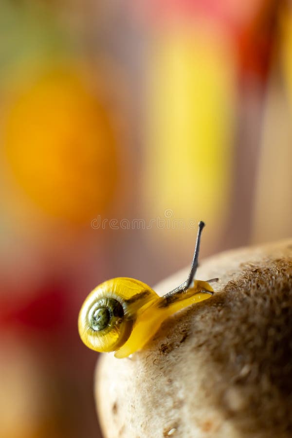 A Small Yellow Snail on the Autumn Leaf. Macro Stock Photo - Image of ...