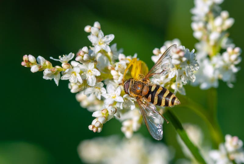 A Small Yellow Spider Caught a Fly (volucella Stock Image - Image of ...