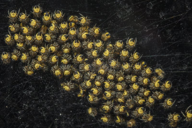 Small yellow spiders stock photo. Image of little, arachnid - 92637408