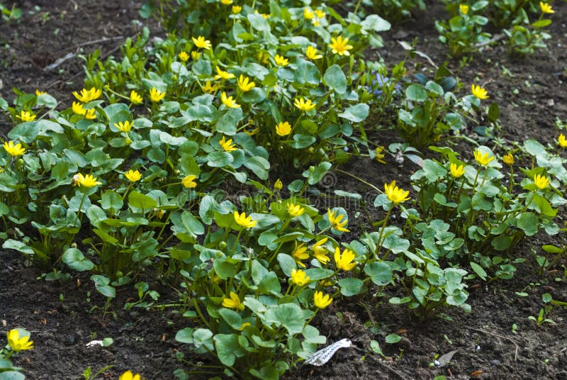 Small Yellow Spring Flowers on the Dark Ground of the Earth Stock Photo ...