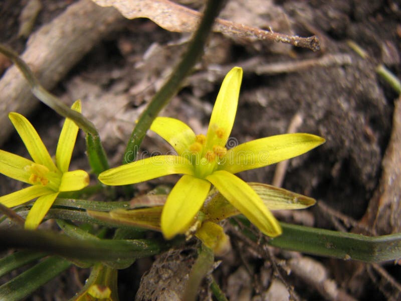 Small Yellow Spring Flowers Stock Image - Image of forest, florets ...