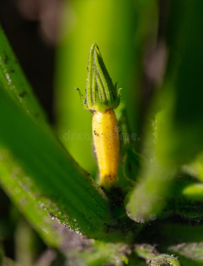 Small Yellow Squash on a Plant. Stock Image - Image of fresh ...