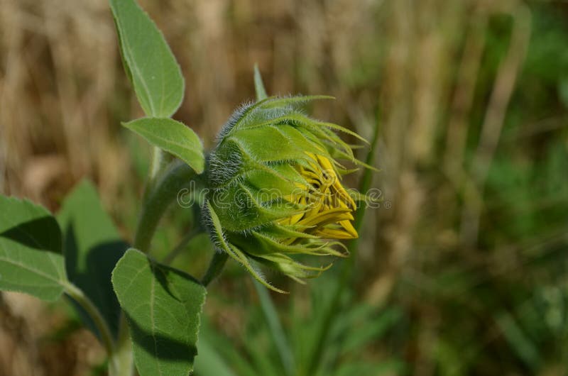 Small Yellow Sunflower in the Field Close-up Photo Stock Photo - Image ...