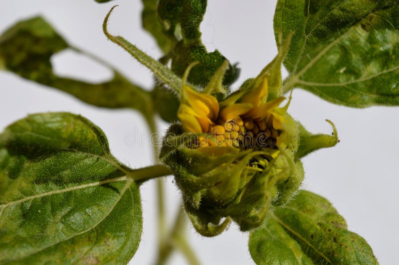 Small Yellow Sunflower Flower Stock Image - Image of sunflower, leaf ...