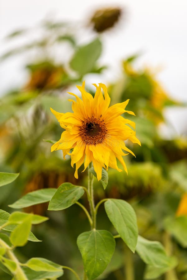 240 Flower Bits Stock Photos - Free & Royalty-Free Stock Photos from ...