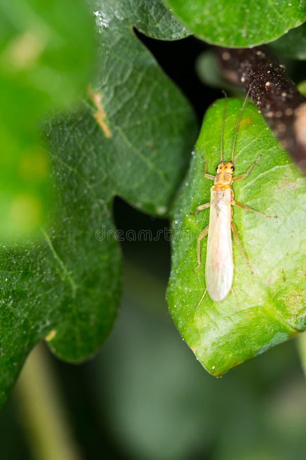 Small Yellow Thin Winged Bug Rests on an Oak Leaf Stock Photo - Image ...