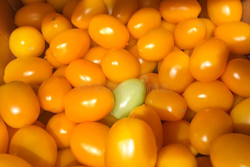 Small Yellow Tomatoes Scattering Stock Photo - Image of nutrition ...