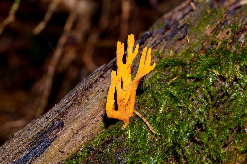 Small Yellow Tree Mushroom in the Forest Stock Photo - Image of summer ...