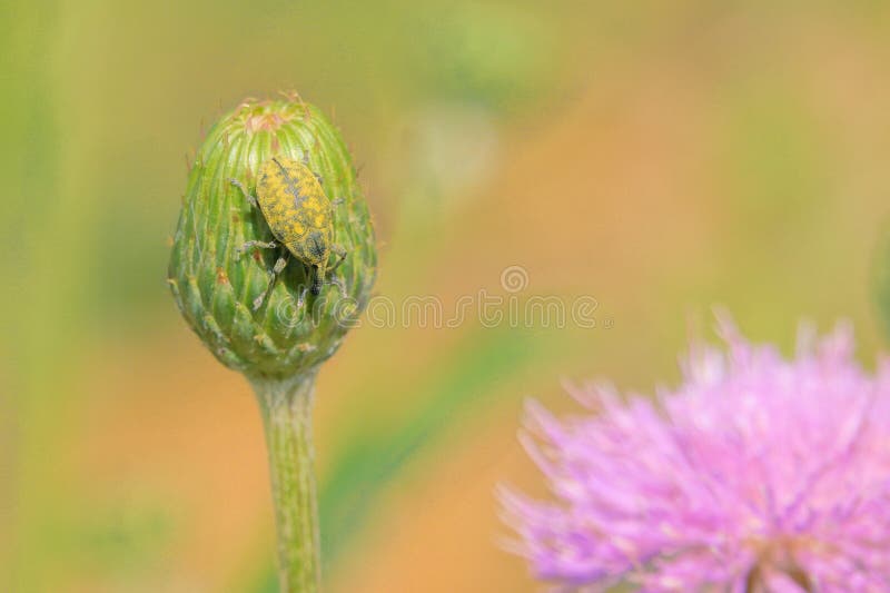 Small Yellow Weevil Lands Stock Photos - Free & Royalty-Free Stock ...